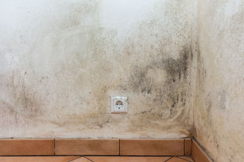 Signs That Your Home Has Rising Damp Issues